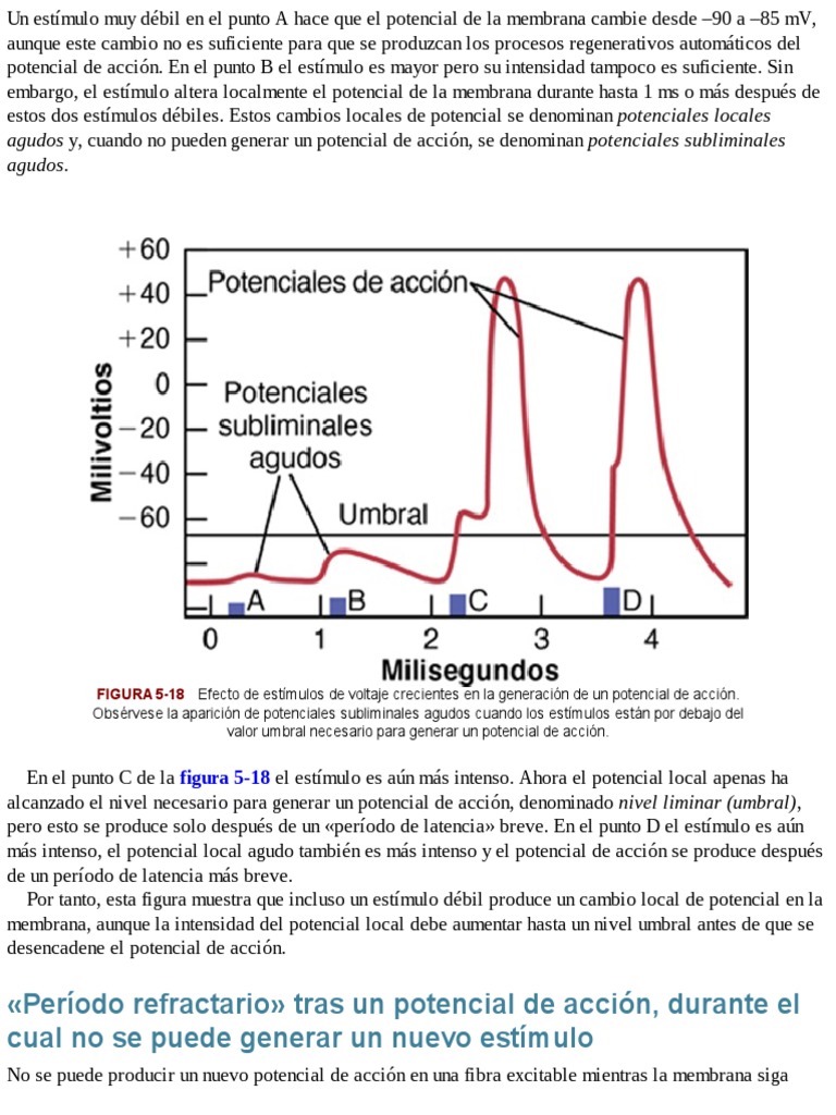 Período Refractario Tras Un Potencial de Acción, Durante El Cual No Se ...