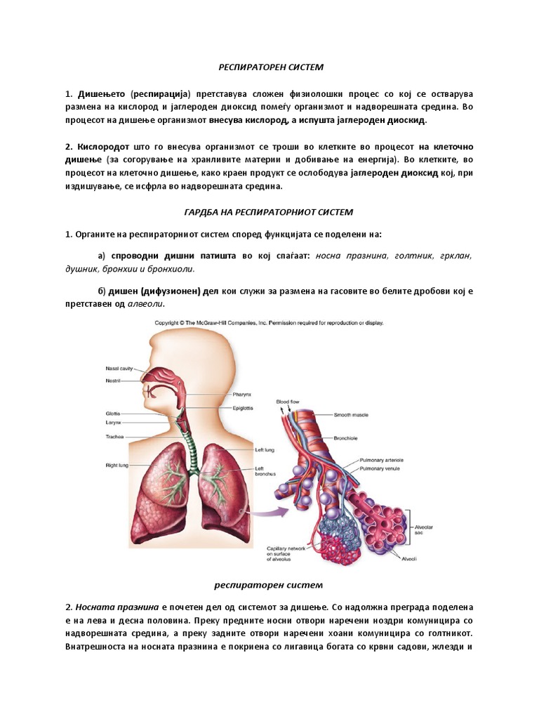 Gradba I Funkcija Na Respiratorniot Sistem Za Angelina | PDF