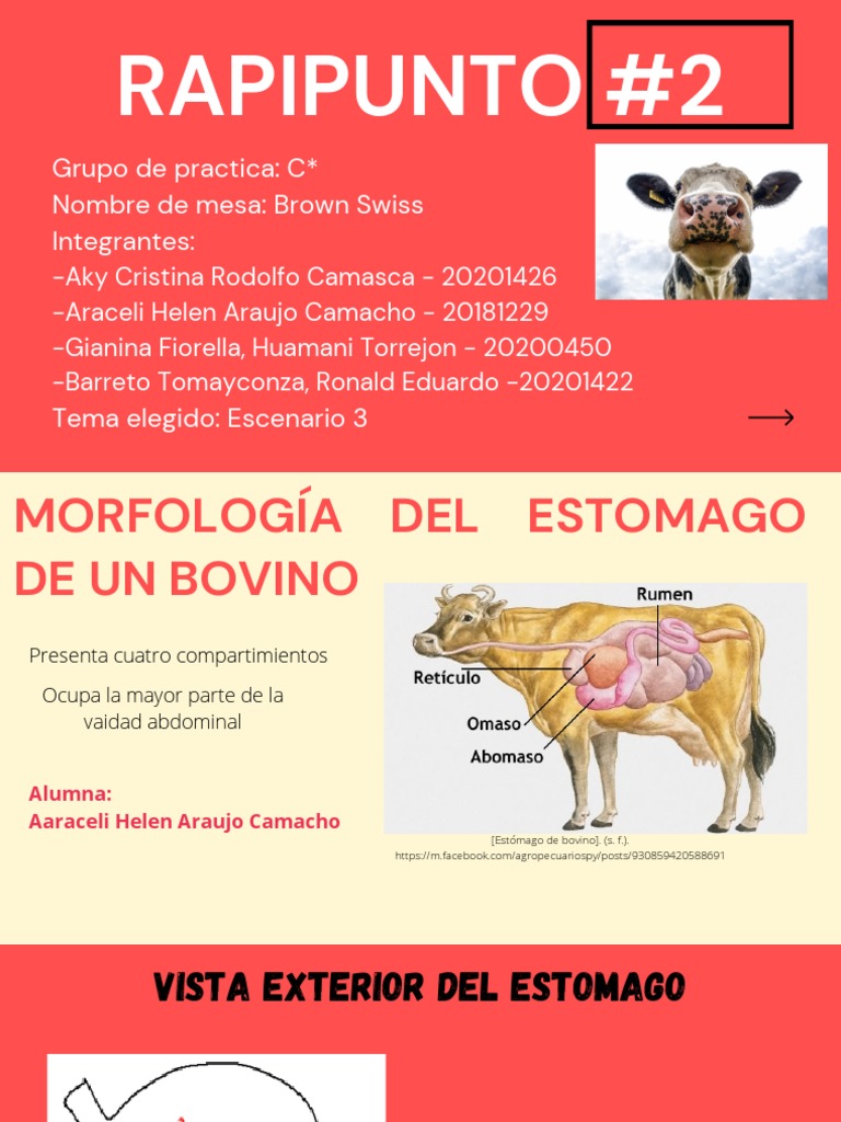 Morfología Del Estómago de Vacunos | PDF | Vacas | Rumiante
