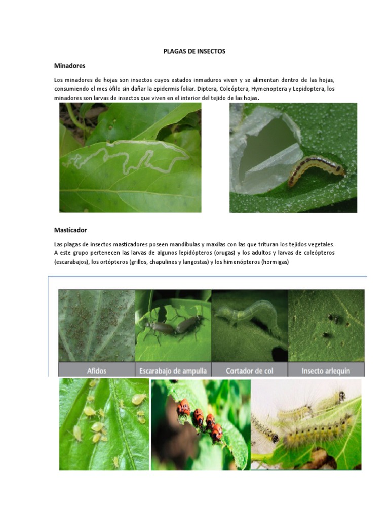 Tipos de plagas de insectos y sus características | PDF