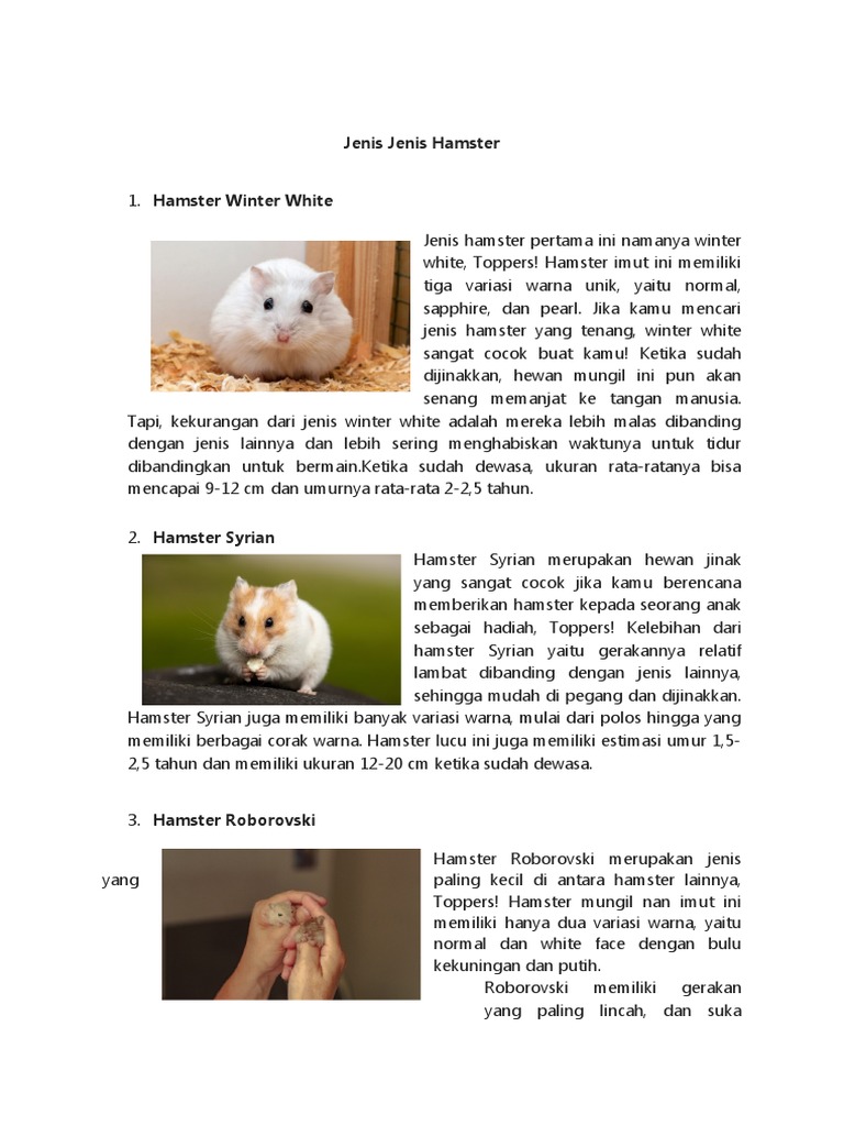 Jenis Jenis Hamster | PDF