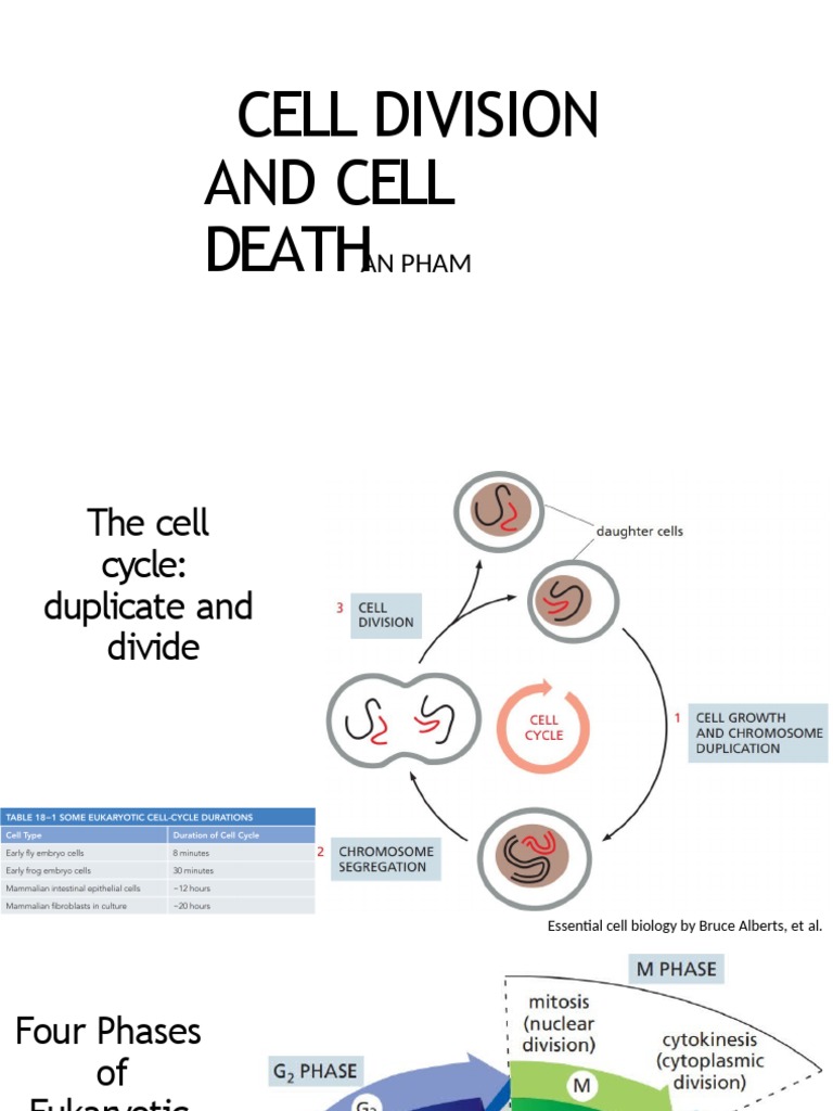 Cell Division and Cell Death | PDF | Cell Cycle | Apoptosis