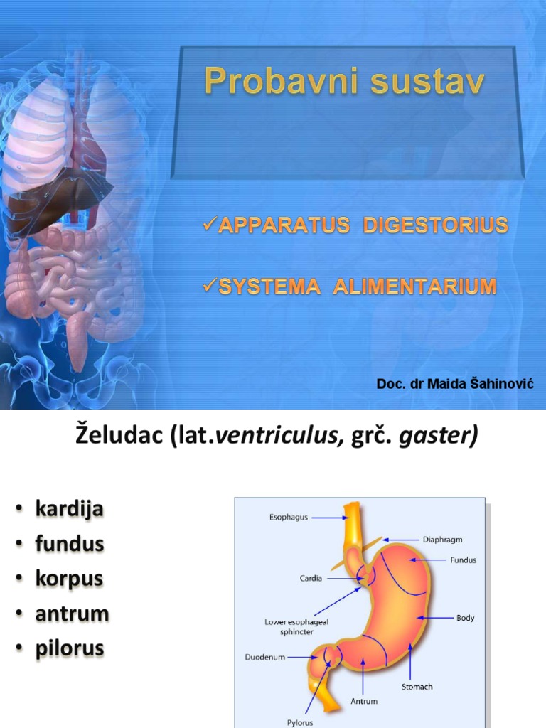 Probavni Sistem | PDF