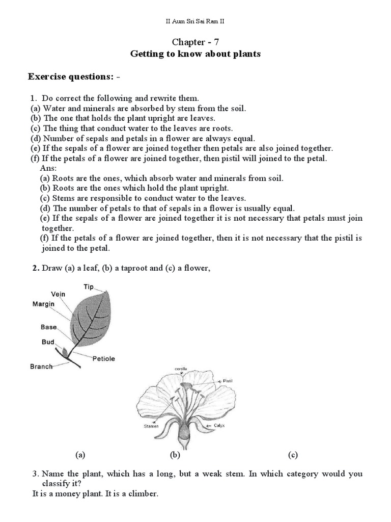 Getting To Know Plants Notes | PDF | Leaf | Flowers