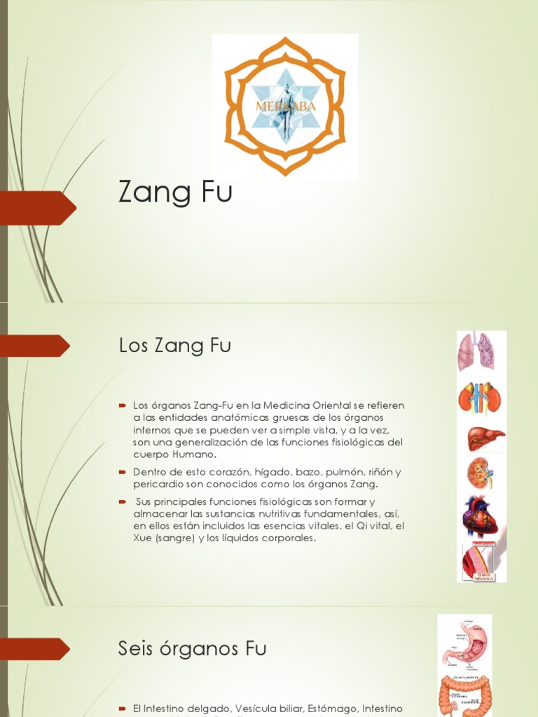 Zang Fu - El Qi en Los Organos | PDF | Digestión | Qi