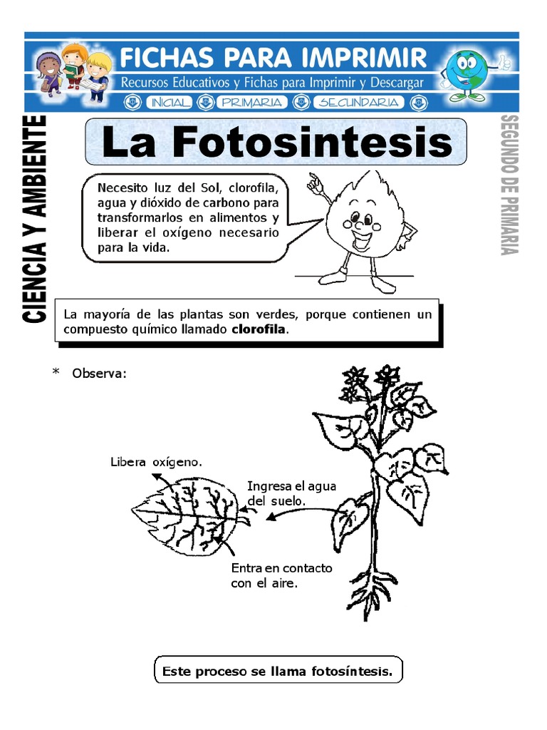 Hojas De Trabajo Sobre La Fotosíntesis Para Niños