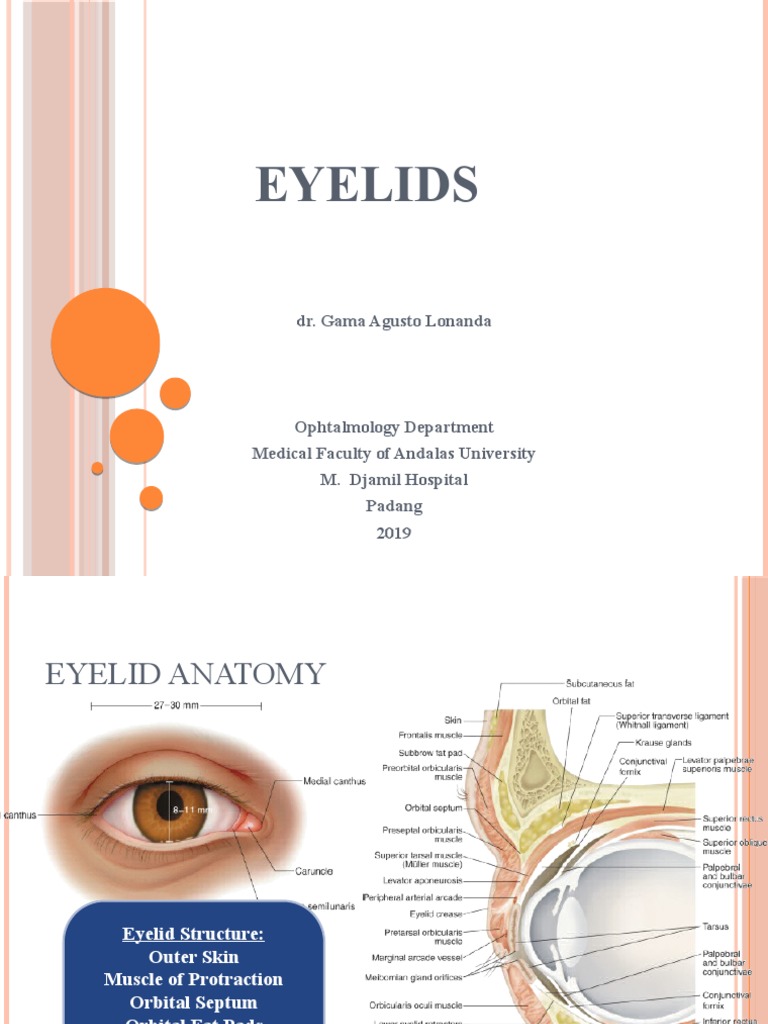 Anatomy and Functions of the Eyelids: A Comprehensive Review of Eyelid ...