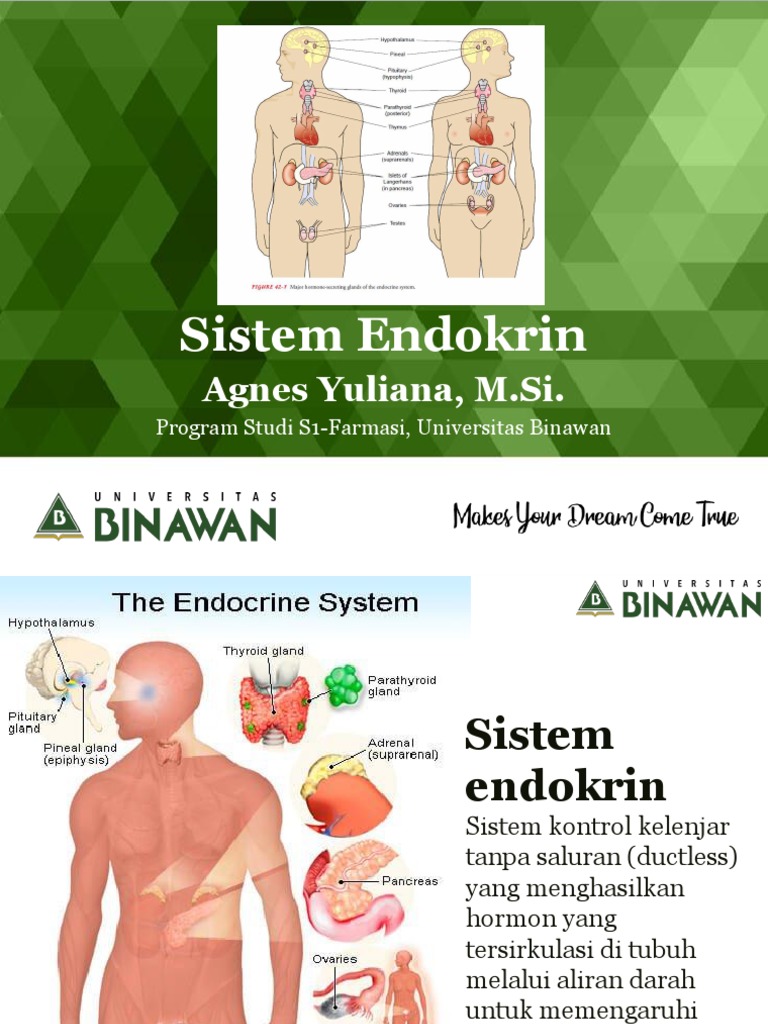 Anatomi Fisiologi Manusia - Pertemuan 9 (Endokrin) | PDF