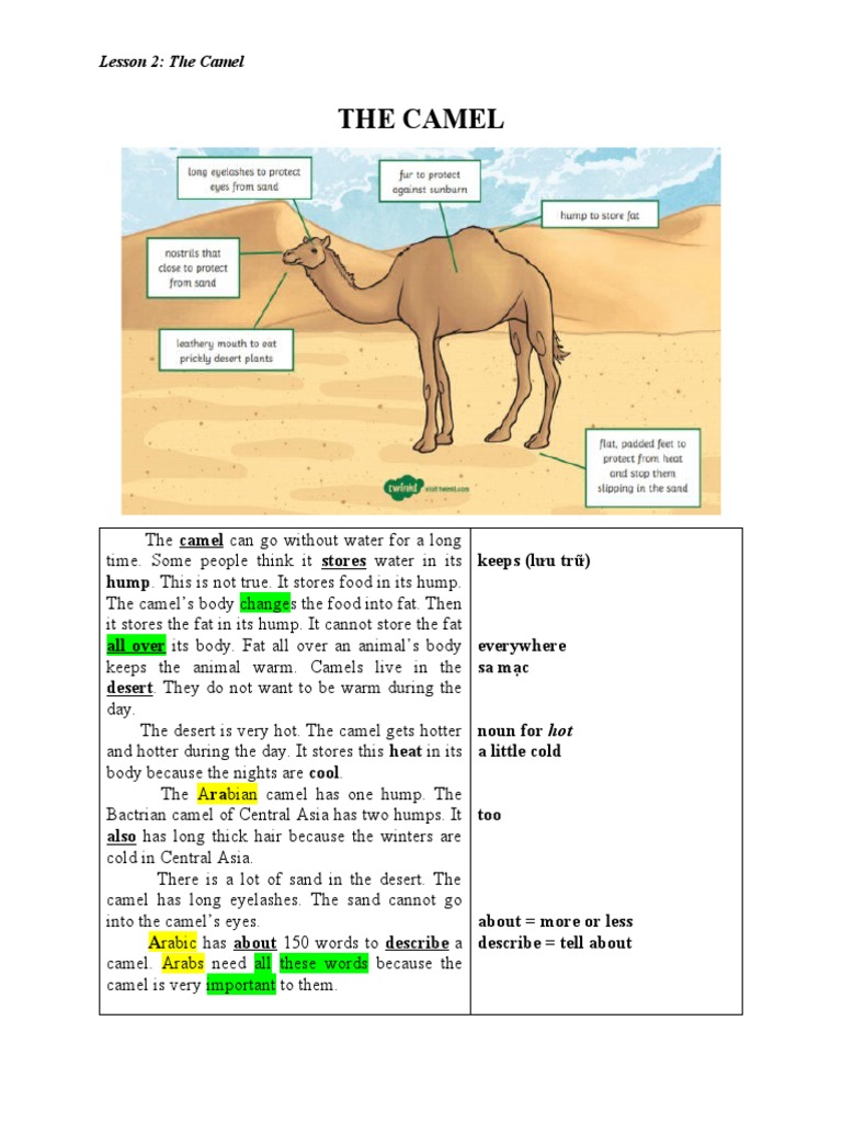 Camel Adaptations