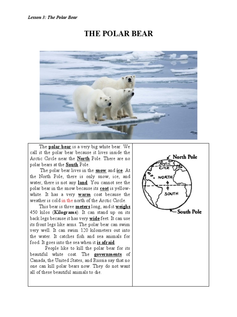 The Polar Bear | PDF | Polar Bear | Bears