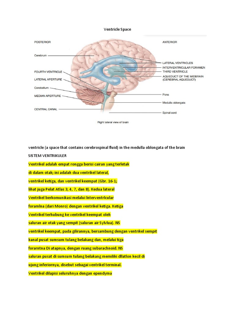Ventricle Space | PDF