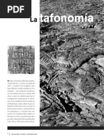 Procesos de Fosilización y Tafonomía | PDF | Fósil | Paleontología