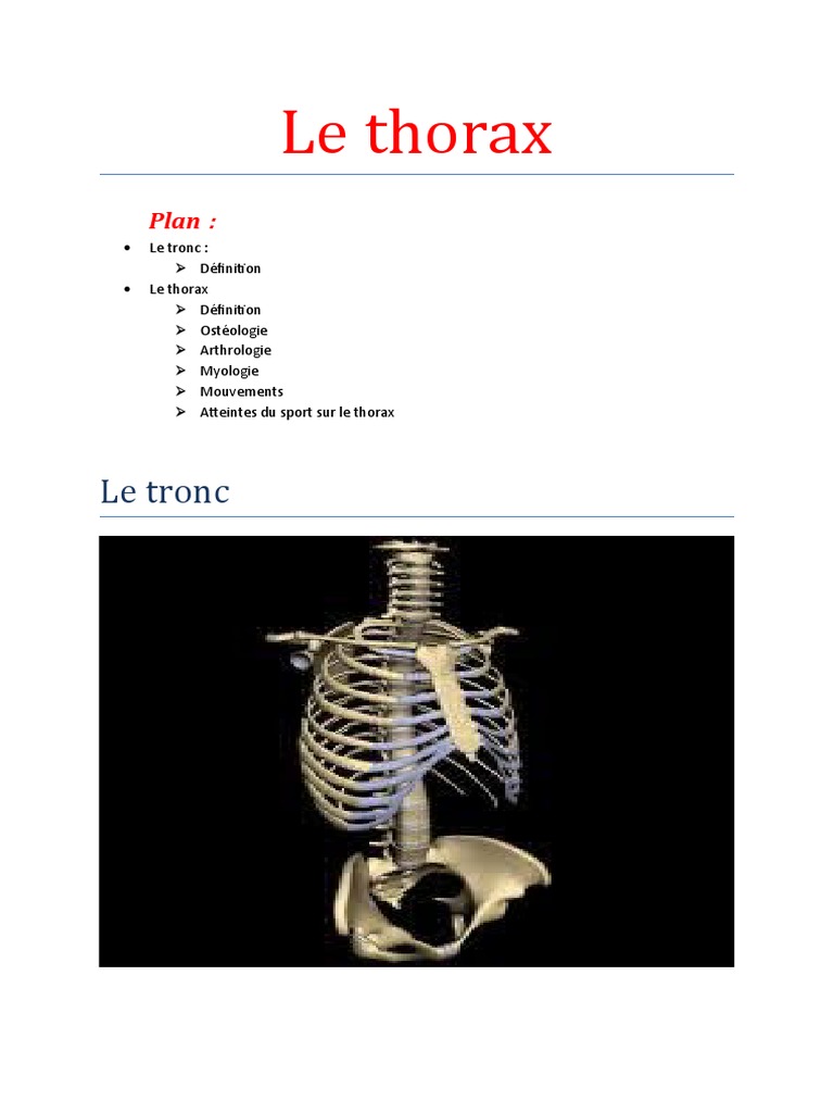 Thorax Éxposé Word | PDF | Thorax | Vertèbre