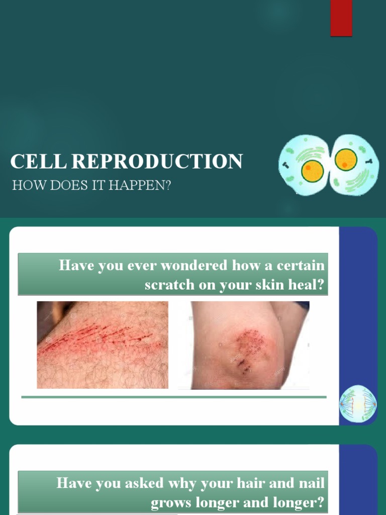 Cell Reproduction: How Does It Happen? | PDF | Meiosis | Mitosis