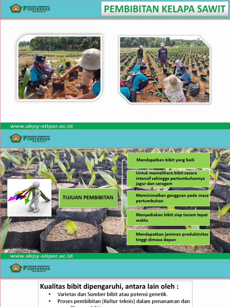 Pembibita Kelapa Sawit - Bp. Juremi - Oka Edited | PDF