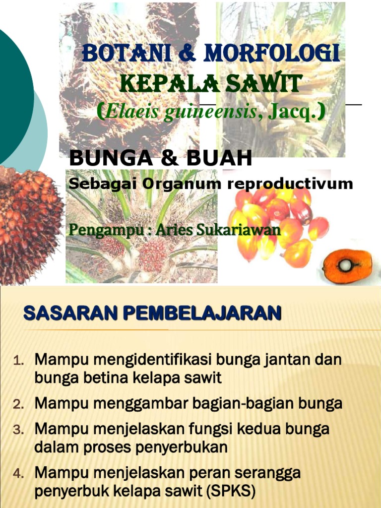 Bunga Buah | PDF