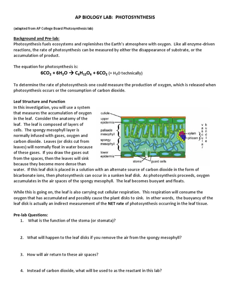 Ap Biology Lab: Photosynthesis: Background and Pre-Lab | PDF ...