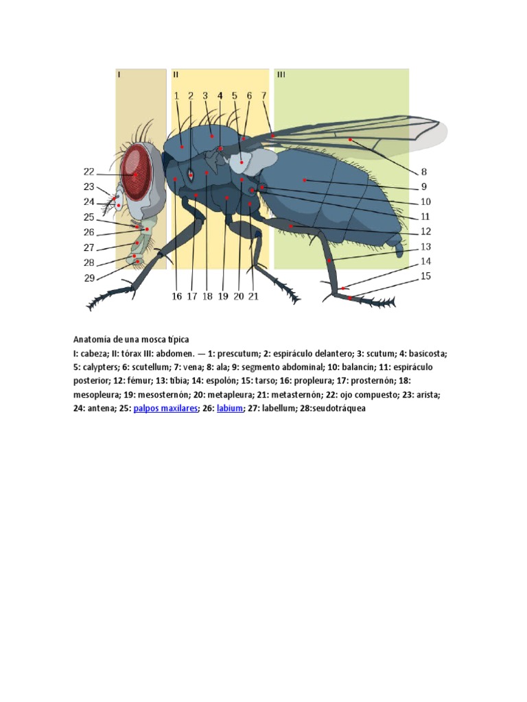 Anatomía de Una Mosca Típica | PDF