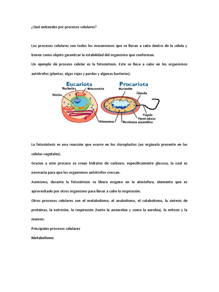 Procesos Celulares | PDF