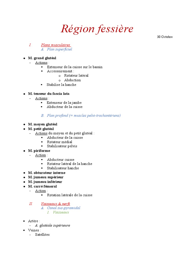 Région Fessière & Cuisse | PDF | Jambe humaine | Anatomie de membre ...