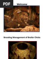 Broiler Medication and Vaccination Schedule | PDF