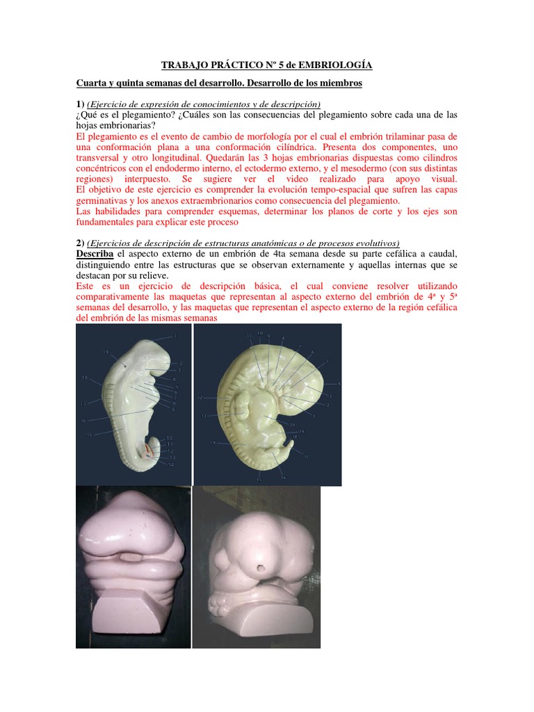 Guía de TP 5 Embrio 4 y 5 Semana Miembros RESUELTA | PDF | Glándula pituitaria | Hormona ...