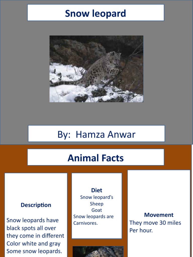 Snow Leopard: By: Hamza Anwar | PDF | Leopard | Predation