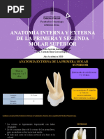 Primer Molar Superior | PDF | Boca | Ramas de Odontología