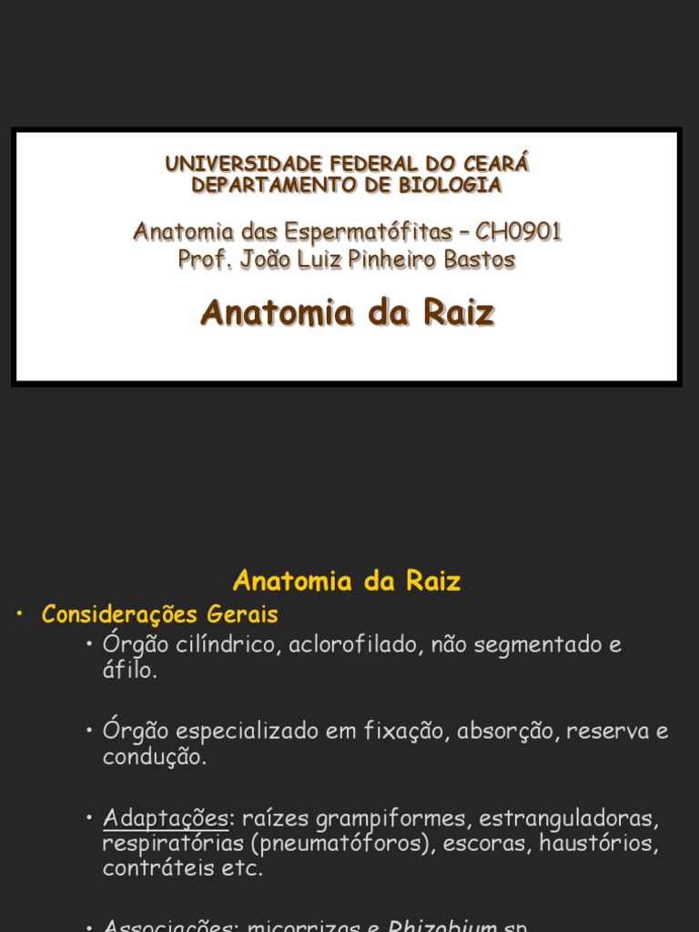 Anatomia Da Raiz PDF | Download grátis PDF | Raiz | Fisiologia Vegetal