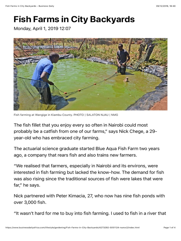 Fish Farms in City Backyards - Business Daily | PDF | Agriculture | Fish