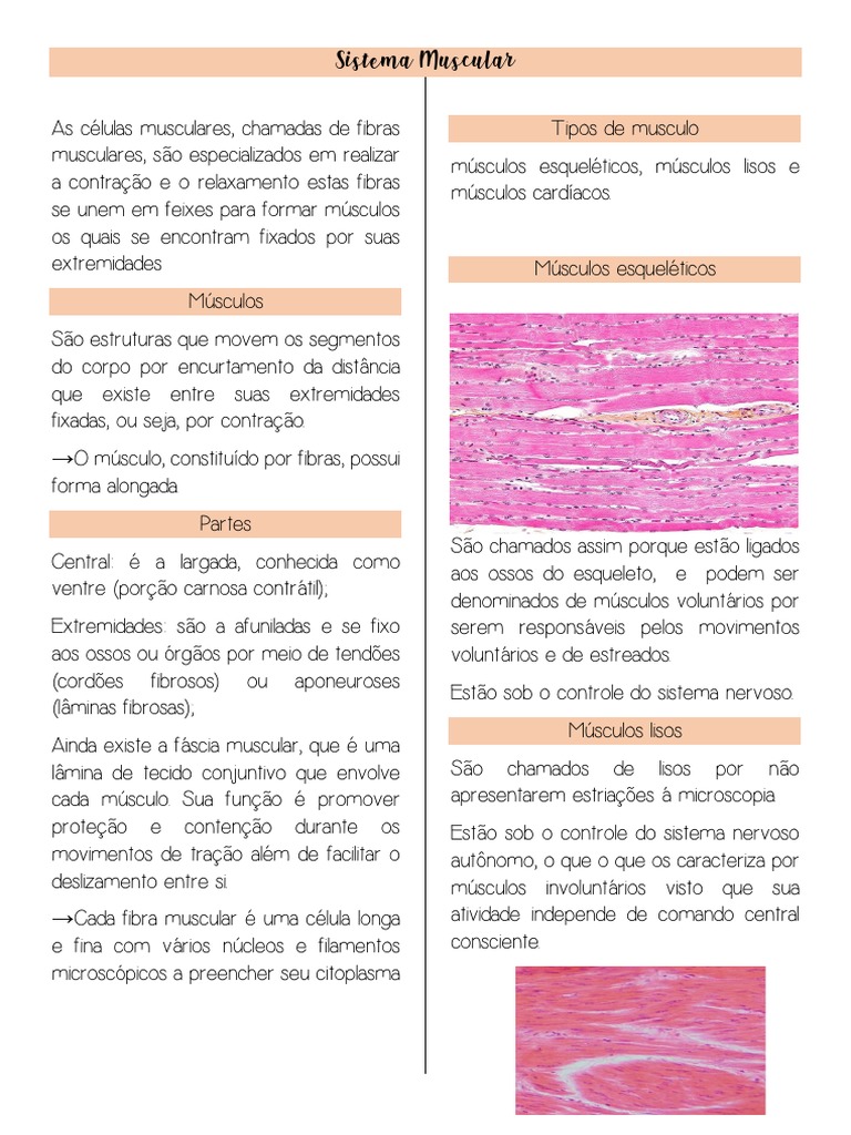 Resumo Sistema Muscular Pdf Músculo Corpo Humano