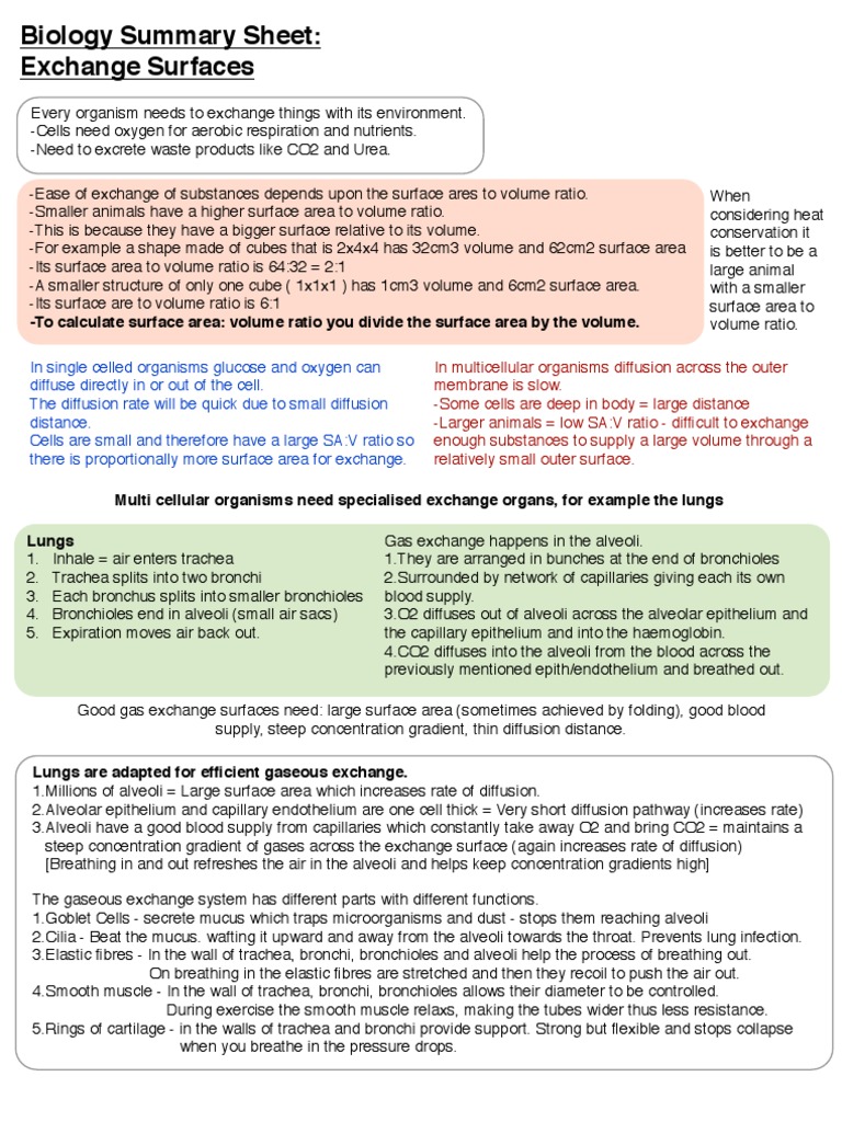 Exchange Surfaces Summary Sheet | PDF | Lung | Breathing