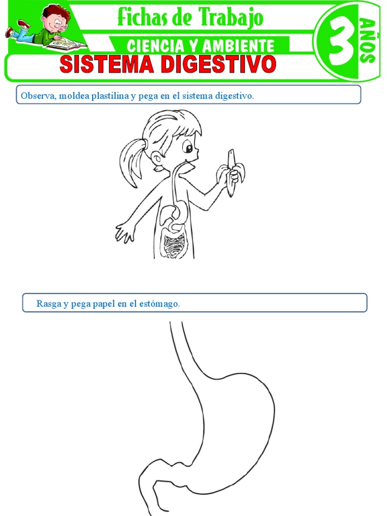 Diagrama Del Sistema Digestivo Para La Hoja De Trabajo De Los Niños