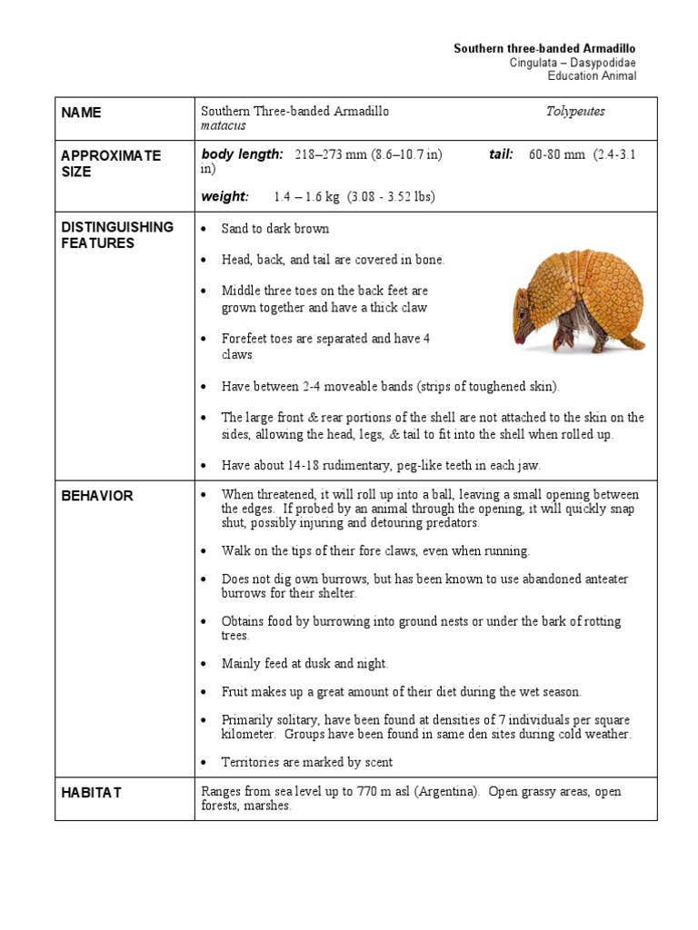 Minnesota Zoo Three Banded Armadillo Fact Sheet | PDF | Zoology