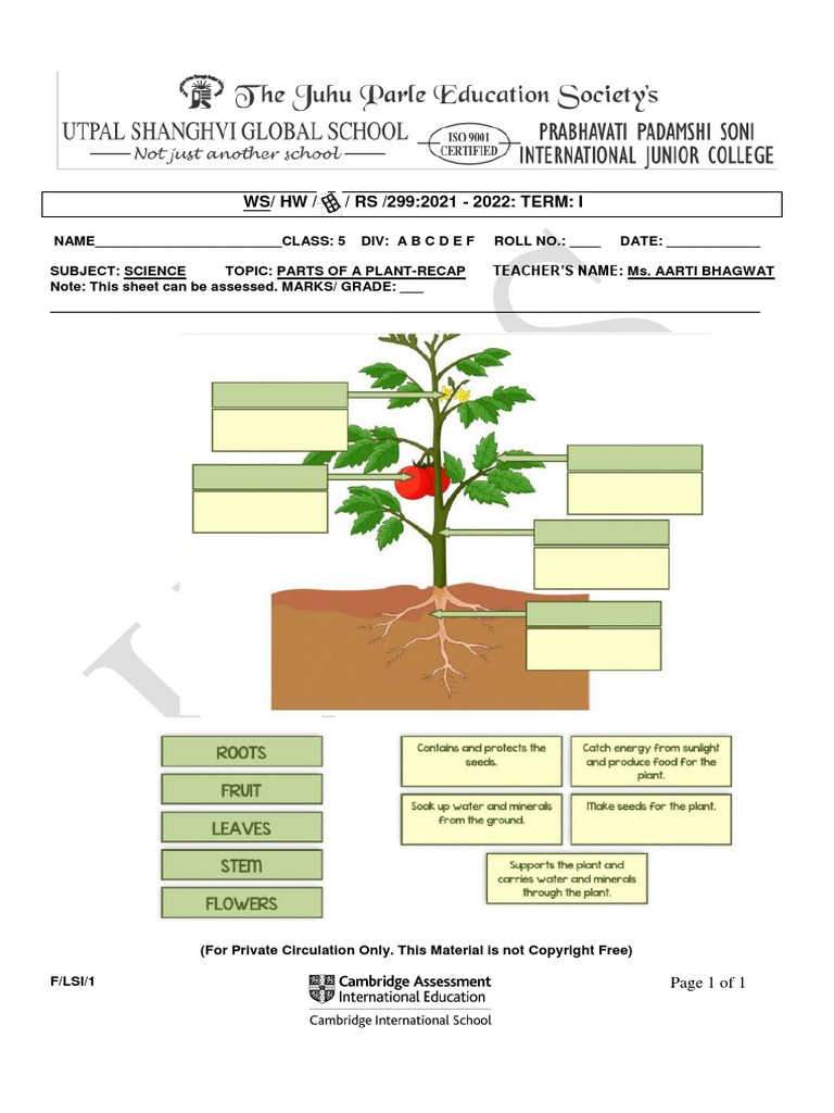 Parts of A Plant - Recap - 1 | PDF