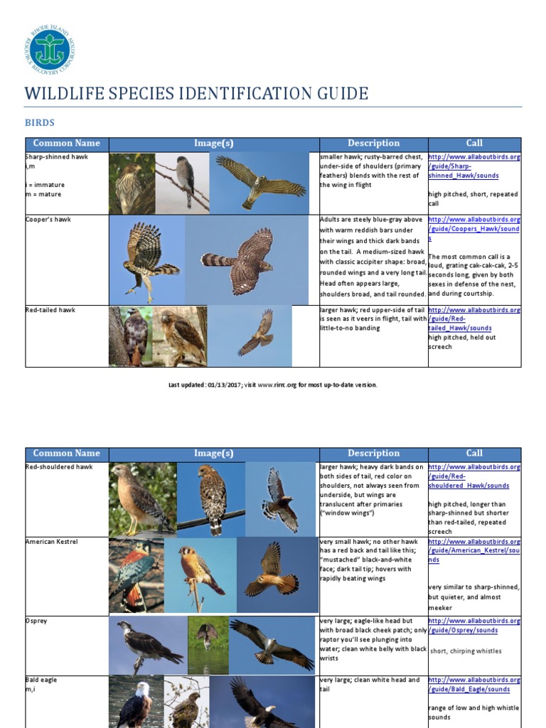 Wildlife Species Identification Guide: Birds | Download Free PDF | Hawk ...