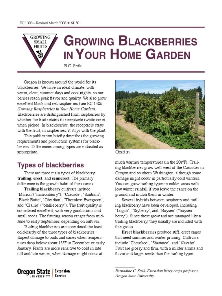 Growing Blackberries Guide | PDF | Blackberry | Raspberry