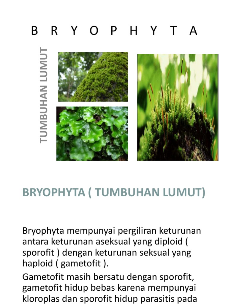 Bryophyta PPT New | PDF
