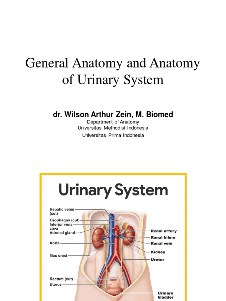 Anatomy of Urinary System | PDF | Kidney | Urinary Bladder
