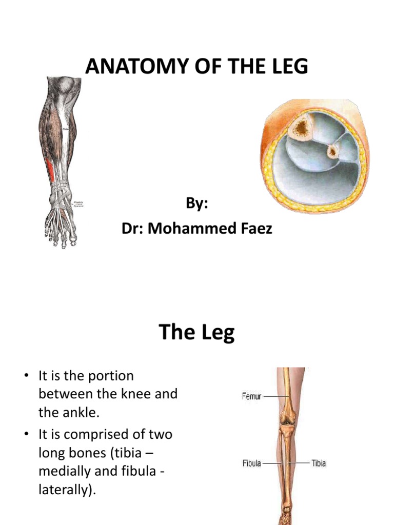 Anatomy of The Leg | PDF | Foot | Human Leg