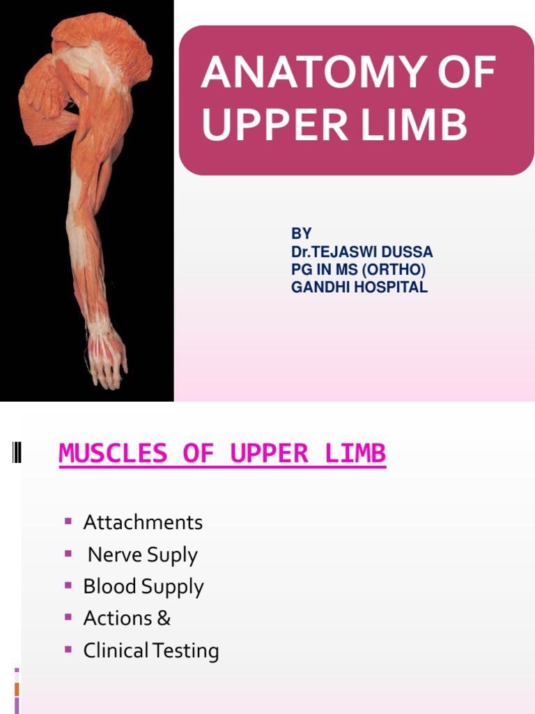Anatomy of Upper Limb | PDF | Thumb | Anatomical Terms Of Motion