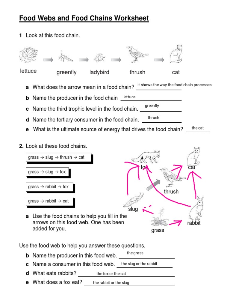 Food Webs and Food Chains Worksheet PDF | PDF | Natural Environment ...