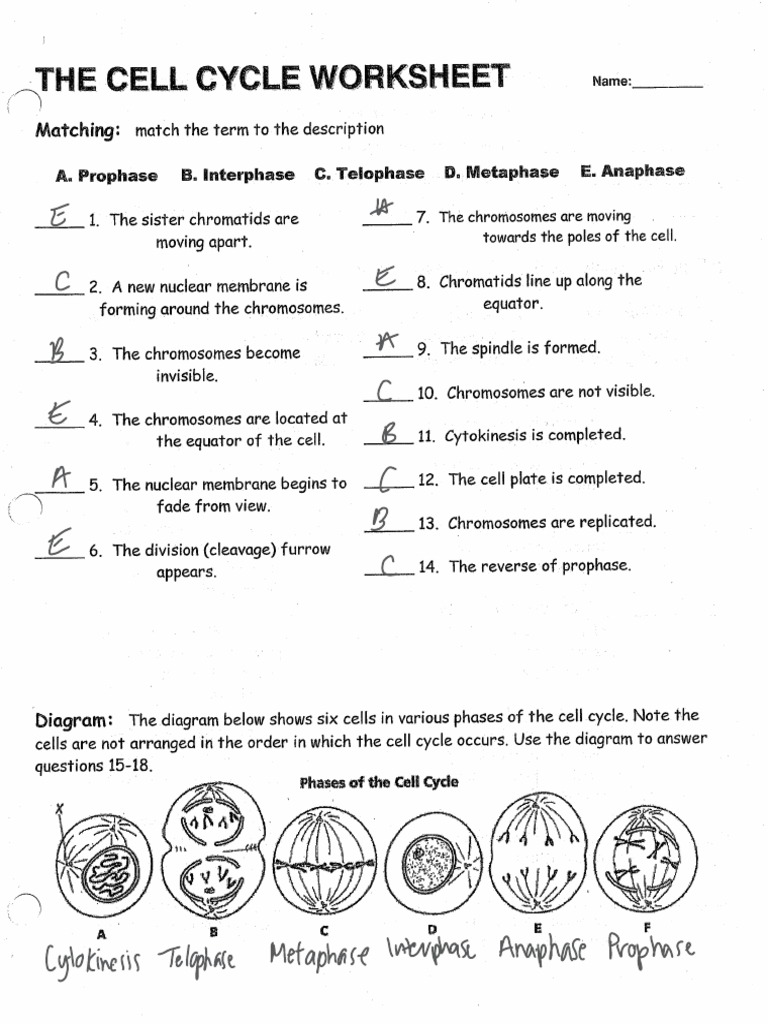 The Cell Cycle Worksheet | PDF