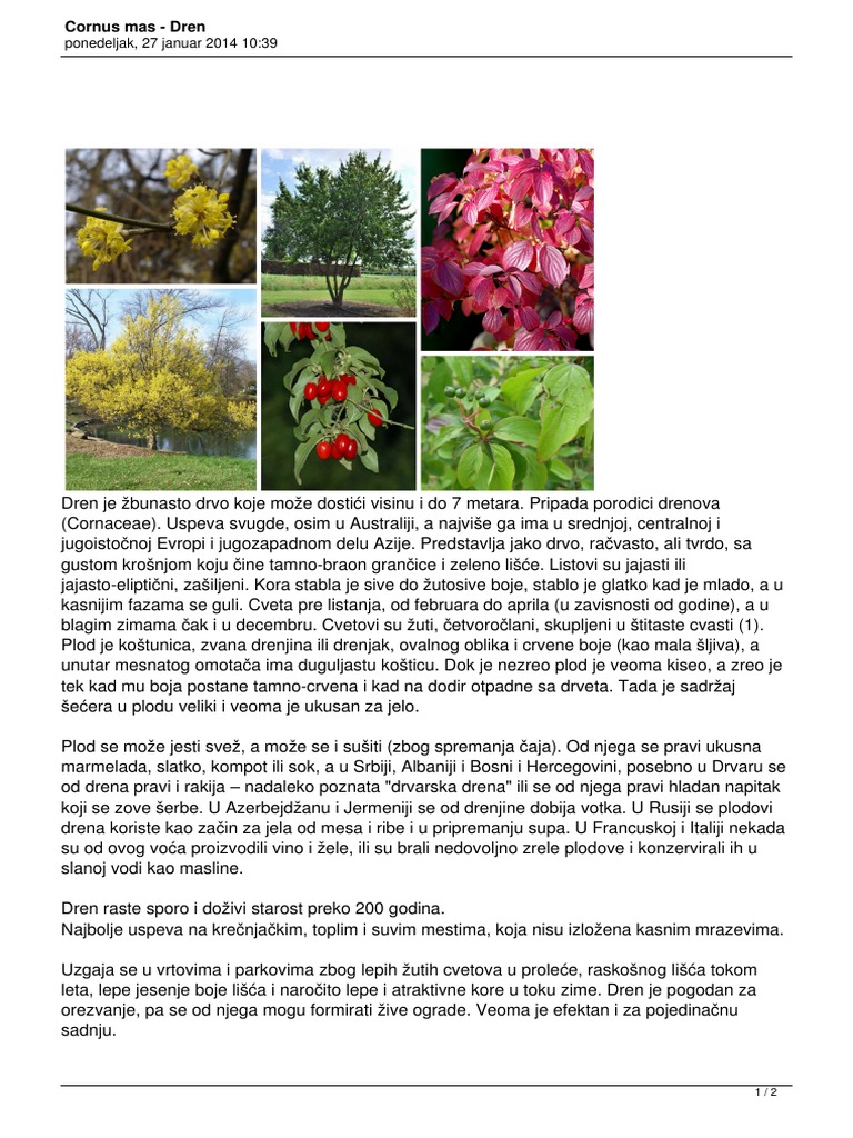 Cornus Mas Dren | PDF