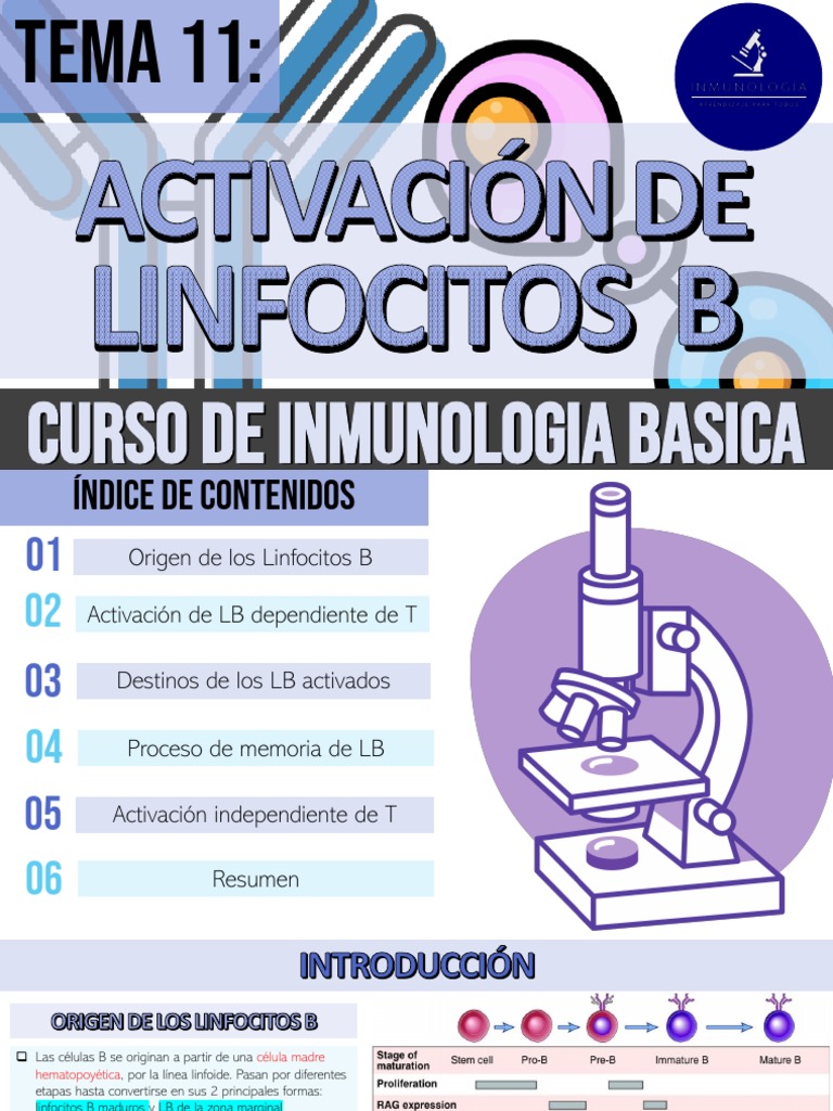 Activación Y Diferenciación De Los Linfocitos B Pdf Célula B