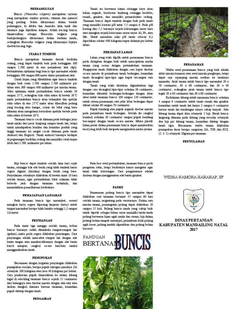 Folder Budidaya Buncis | PDF | Griya & Taman | Sains & Matematika