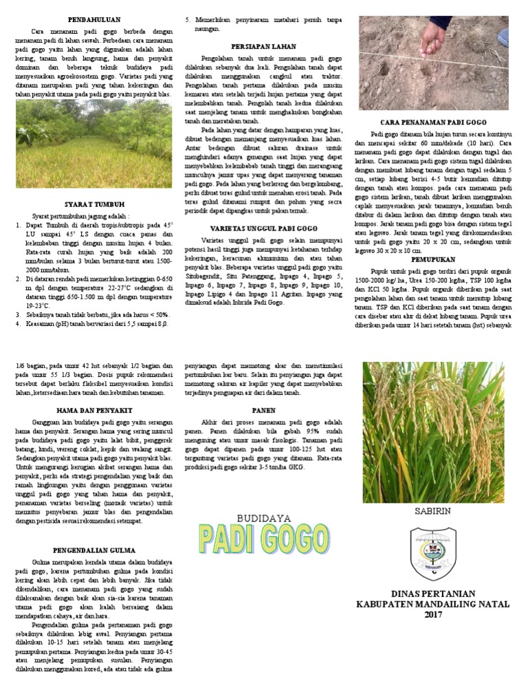 Folder Budidaya Padi Gogo | PDF