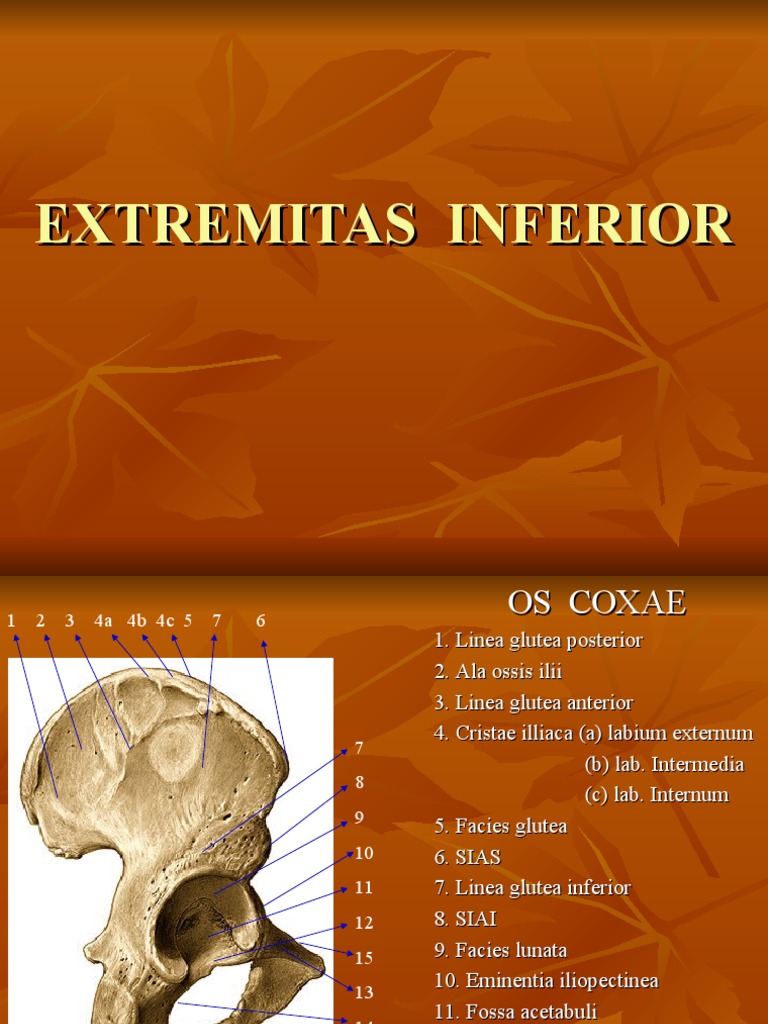 Extremitas Inferior | PDF | Human Leg | Skeletal System