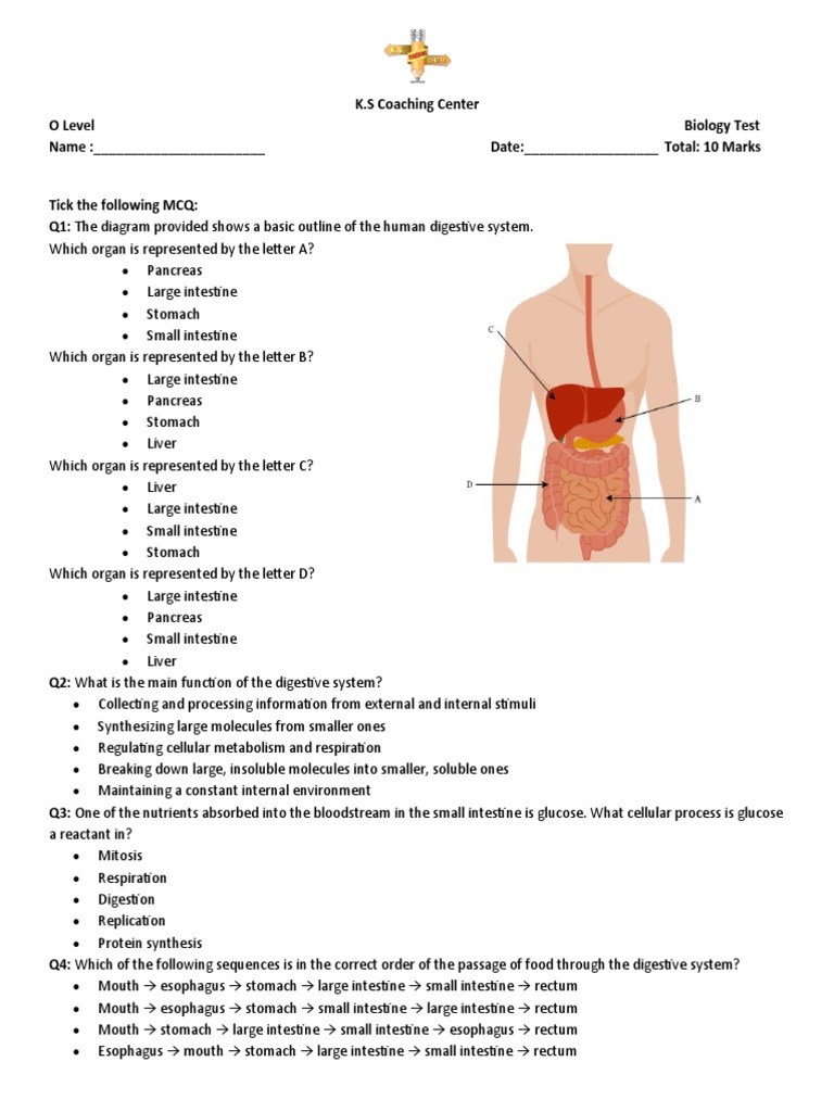 Digestive System MCQ Test for O Level | PDF | Gastrointestinal Tract ...