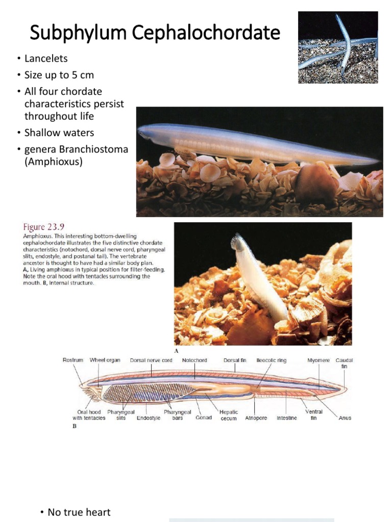 Vertebrate Zoology | PDF | Science & Mathematics